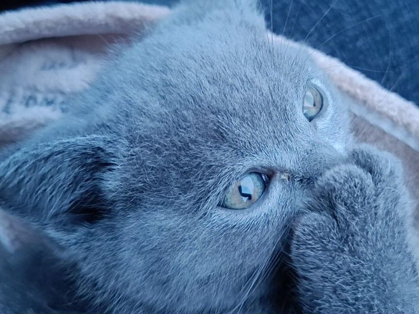 Британский плюшевый котенок