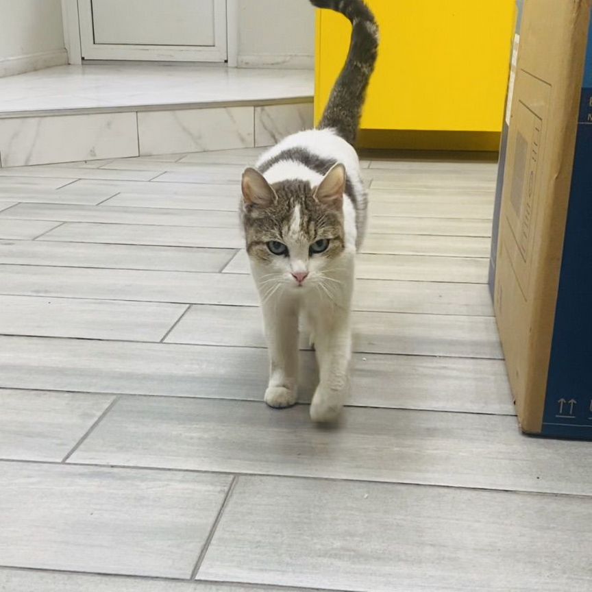 Беременной кошке нужен дом Она на улице