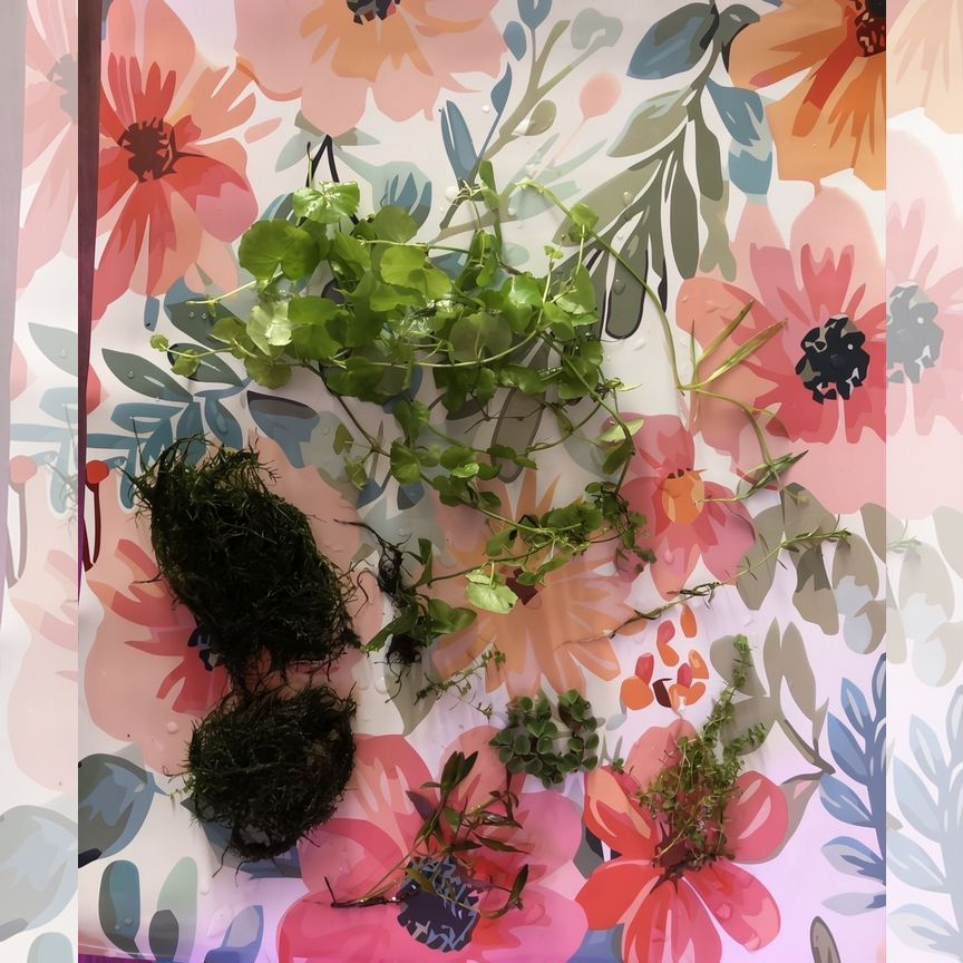 Аквариумные растения и мох