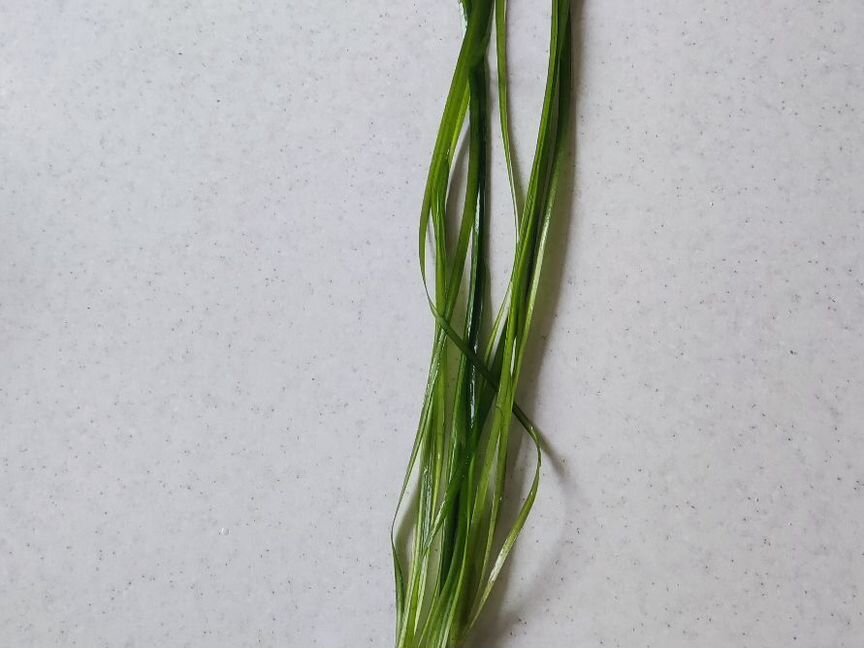 Валиснерия и роголистник. Растения в аквариум