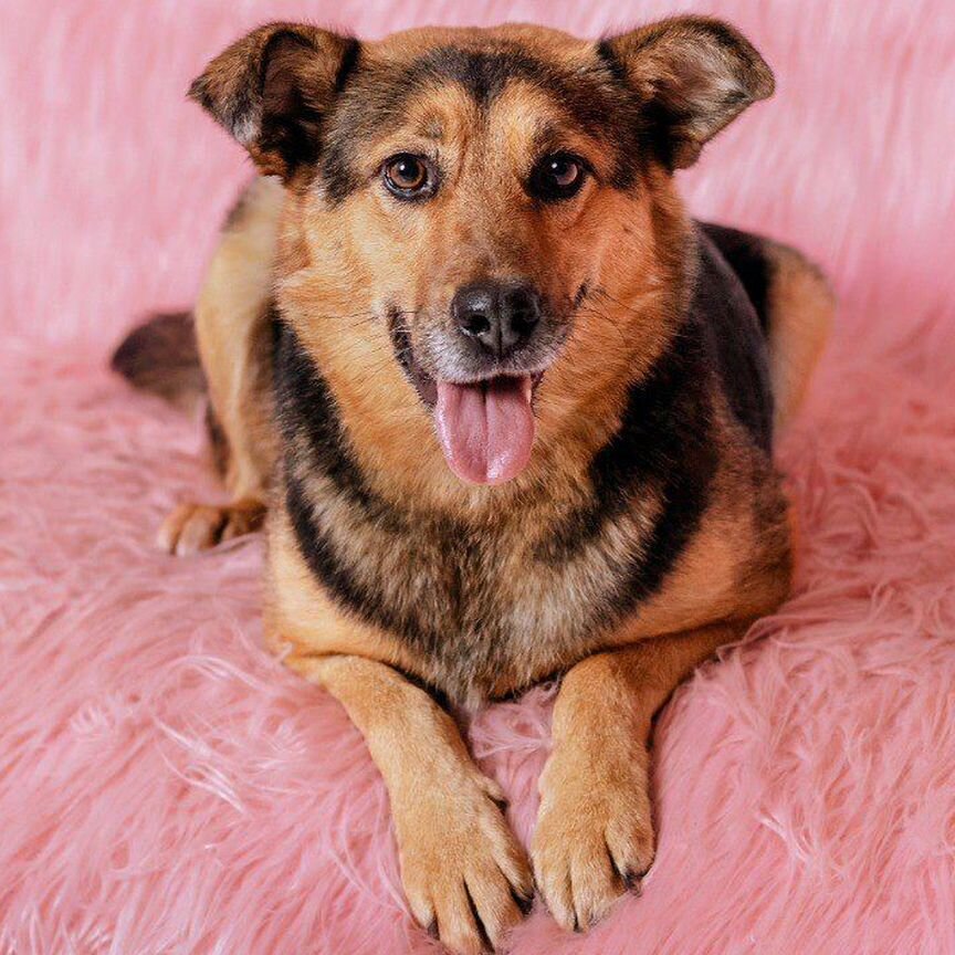 Взрослая собака в добрые руки