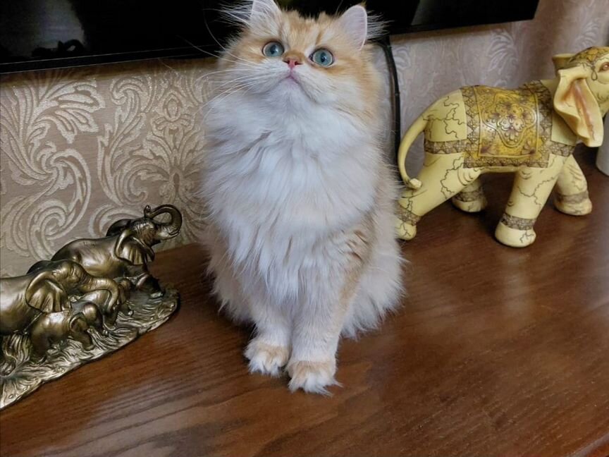 Золотая Шиншилла