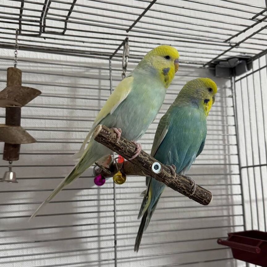 Попугаи получехи