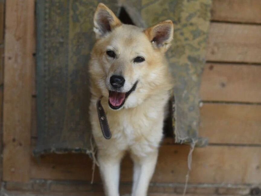 Пожилой пёс из приюта ещё надеется стать домашним