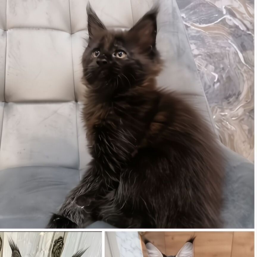 Мейн-кун котёнок