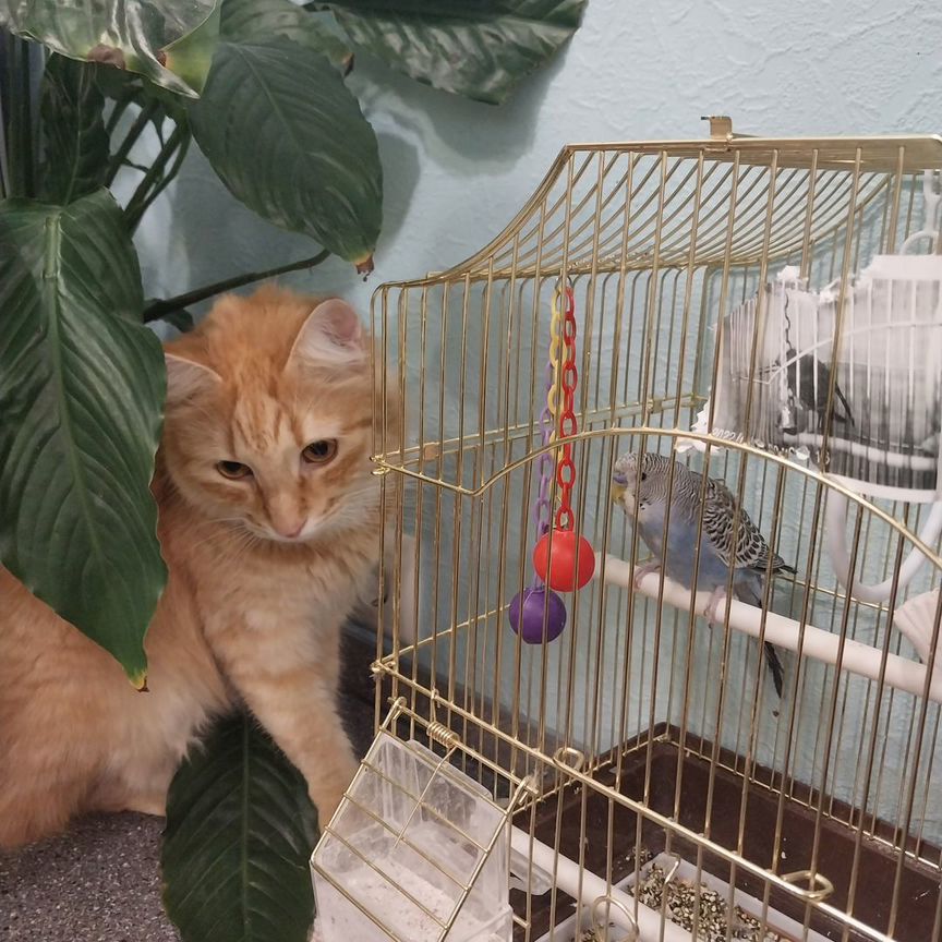 Отдам в добрые руки котика