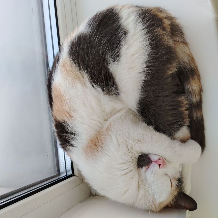 Кошечка около года