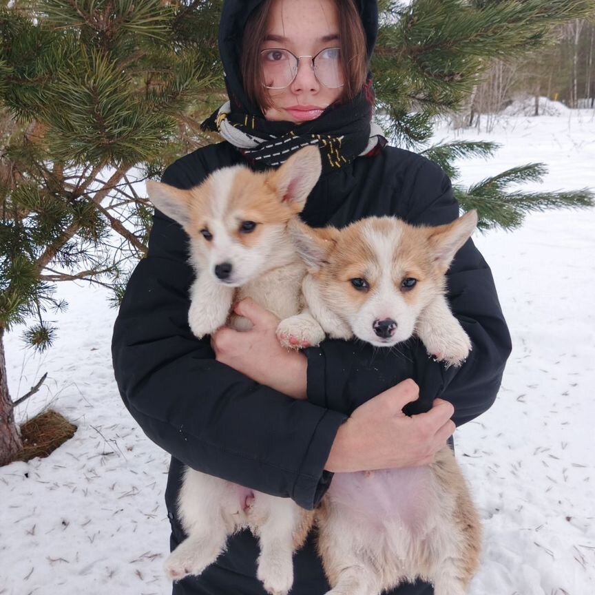 Вельш-корги Пемброк щенки