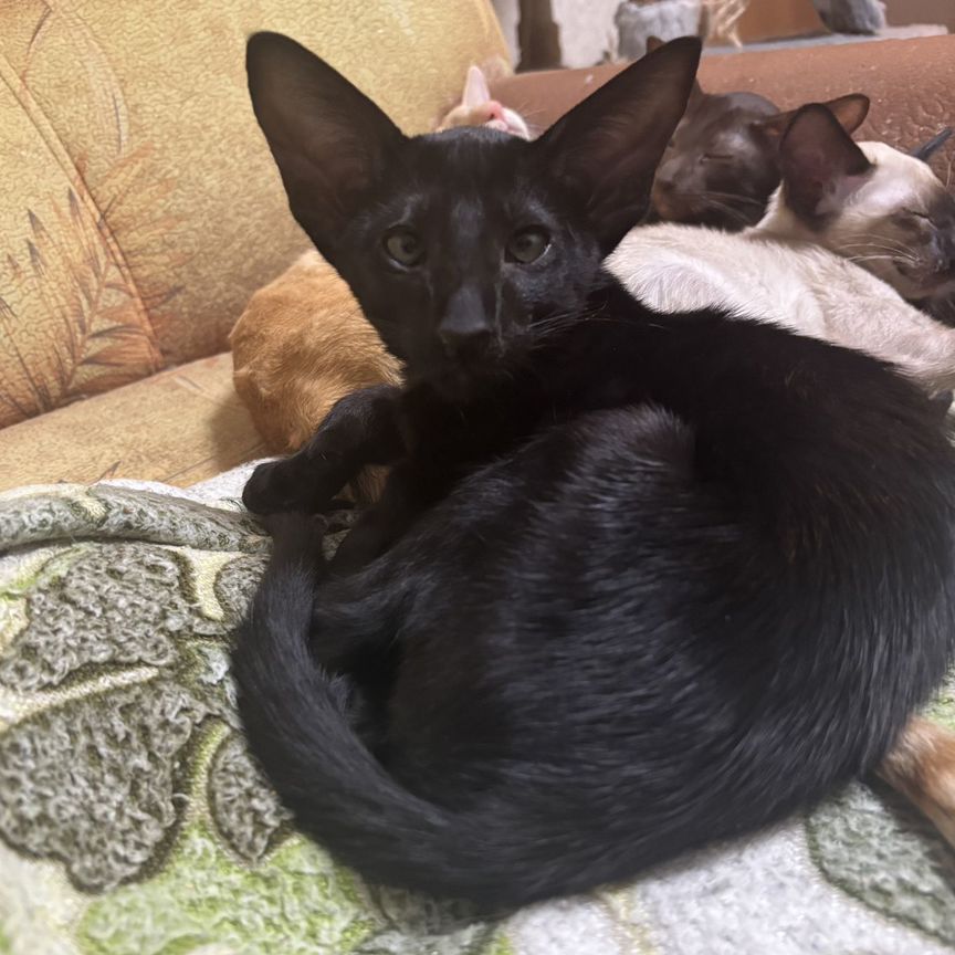 Ориентальный котёнок