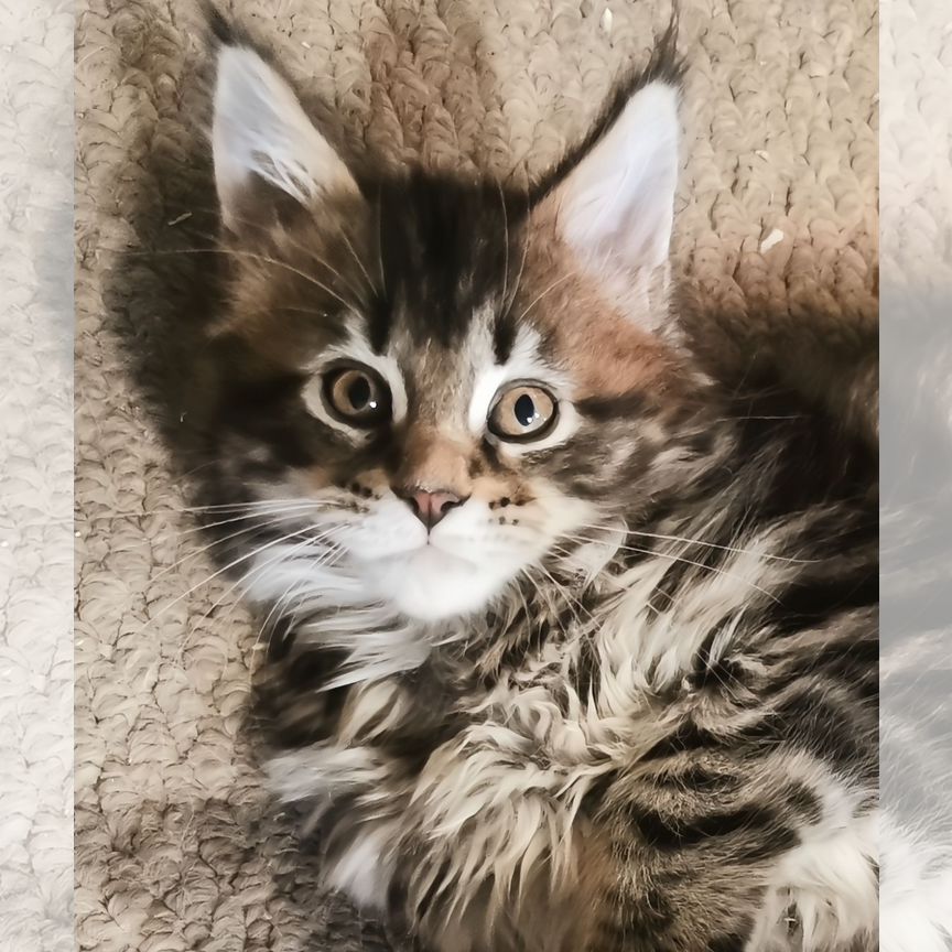 Мейн-кун котёнок