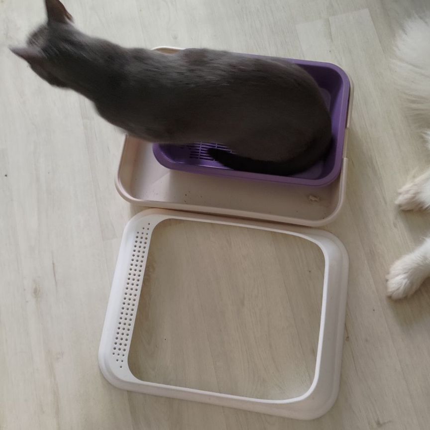 Лотки для кошек