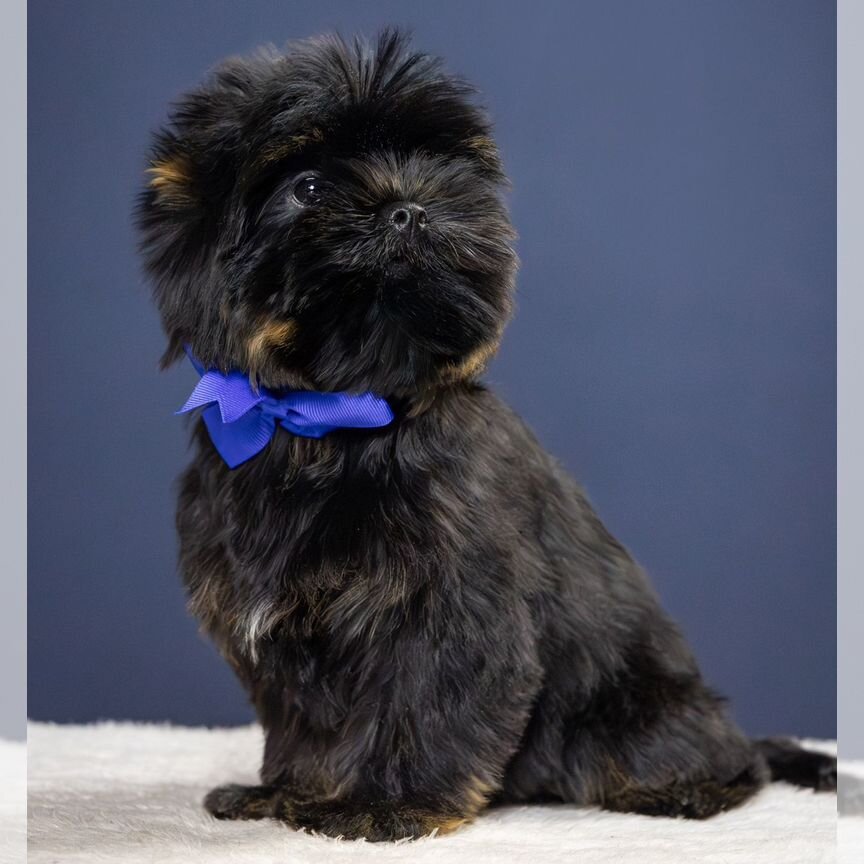 Йоркширский терьер, щенок