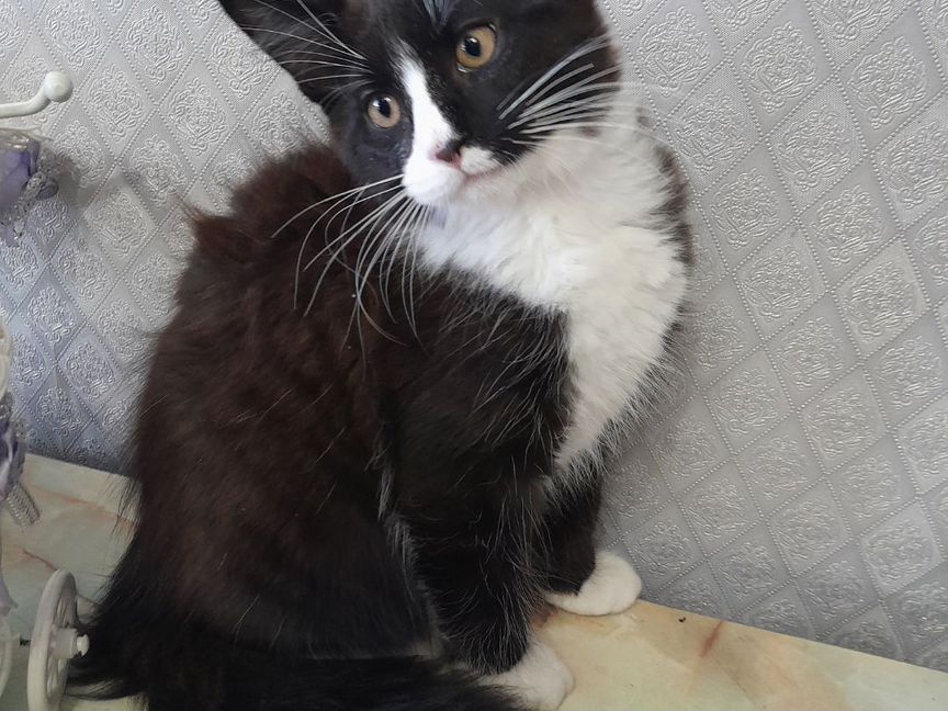 Котята мейн-кун