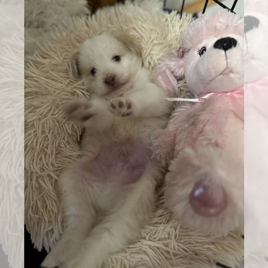 Щенок в добрые руки