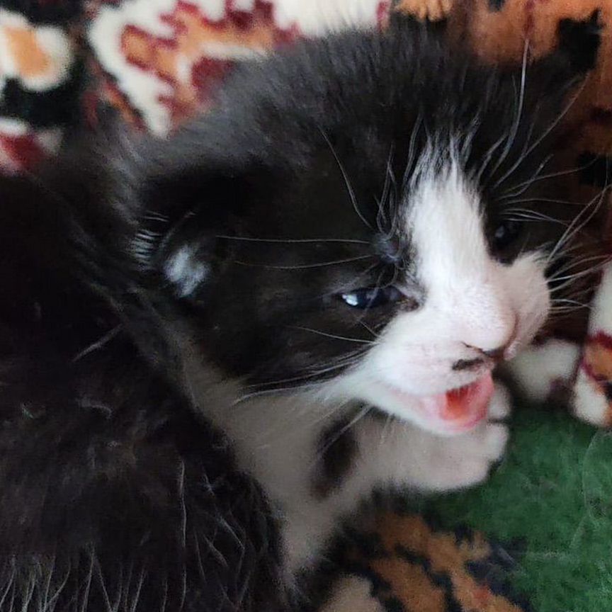Котенок девочка в добрые руки