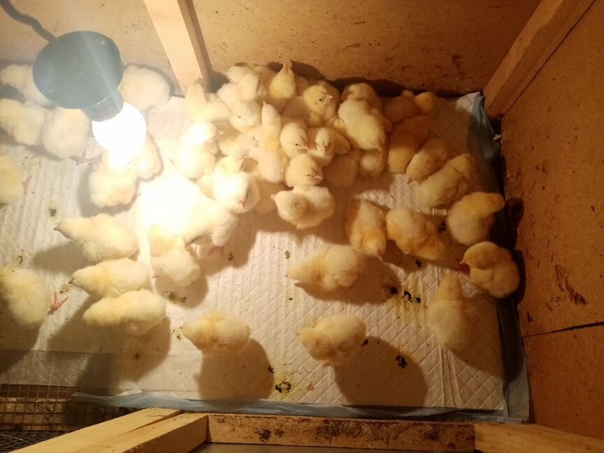 Цыплята бройлеры кобб 500 3 суток