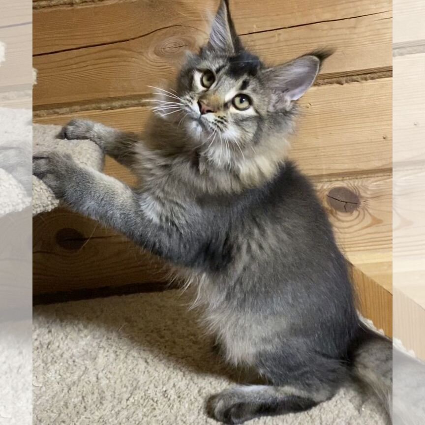 Мейн-кун котёнок