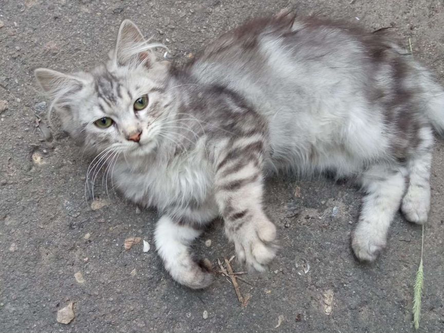Спасаем с улицы