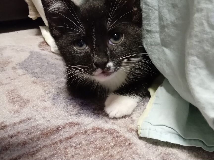 Котёнок,девочка,чертёнок