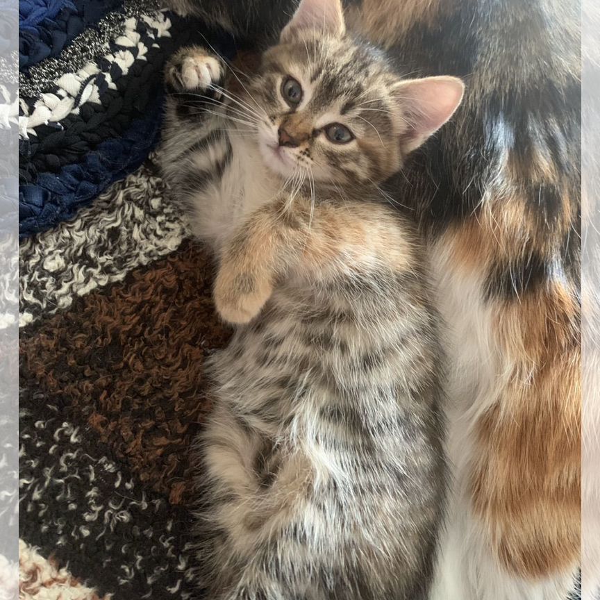 Котёнок в добрые руки