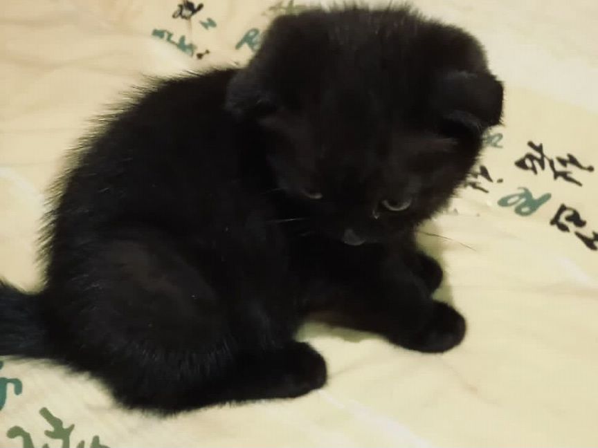 Шотладские вислоухие котята