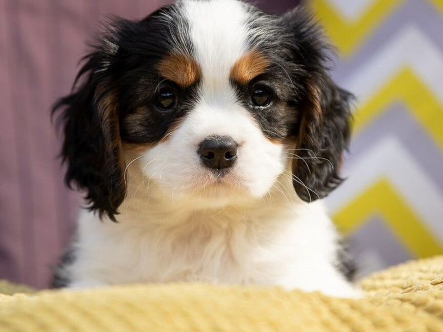 Кавалер Кинг Чарльз спаниель. Бленхейм, триколор