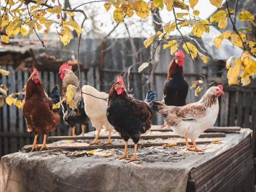 Возьму на передержку кур несушек