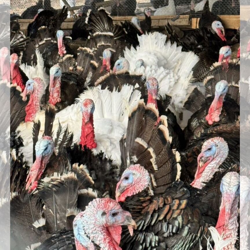 И Н Д Ю К И живым весом