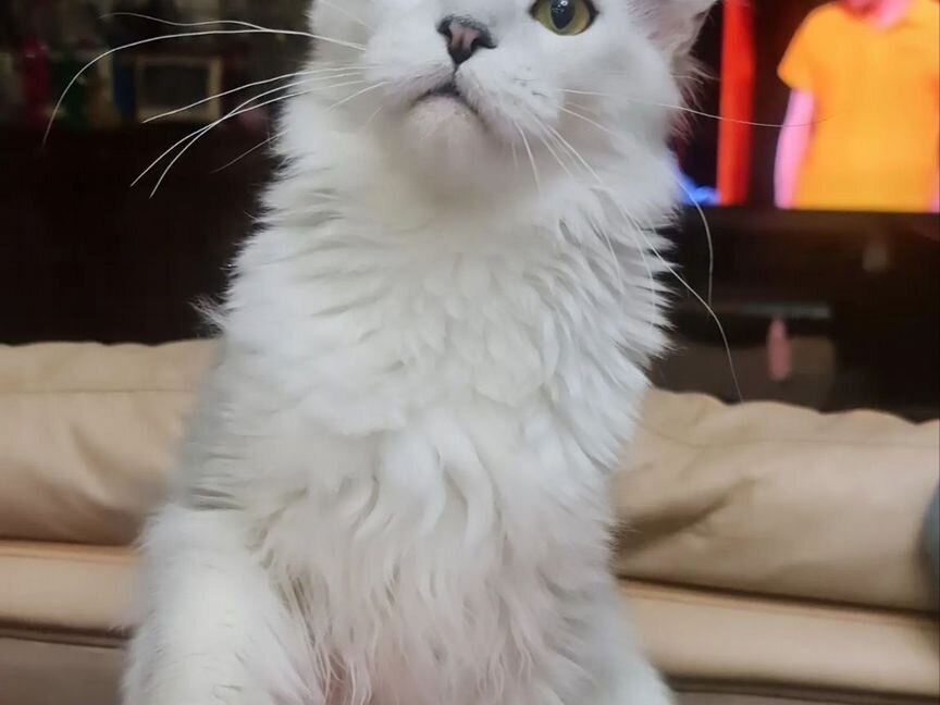 Котенок шадед Мейн-кун ns11