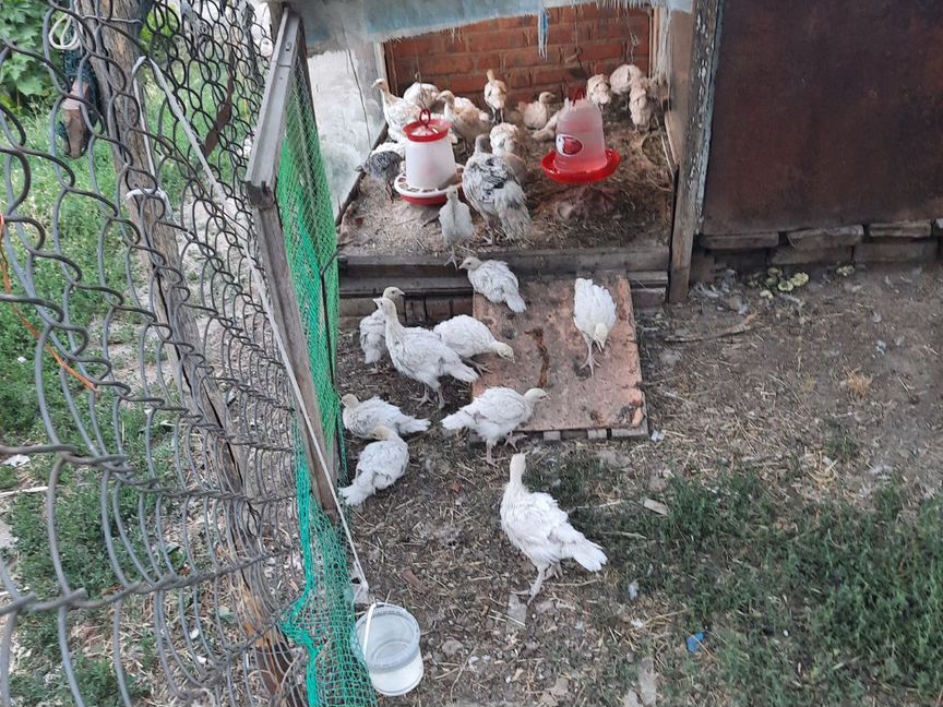 Индюшата месячные