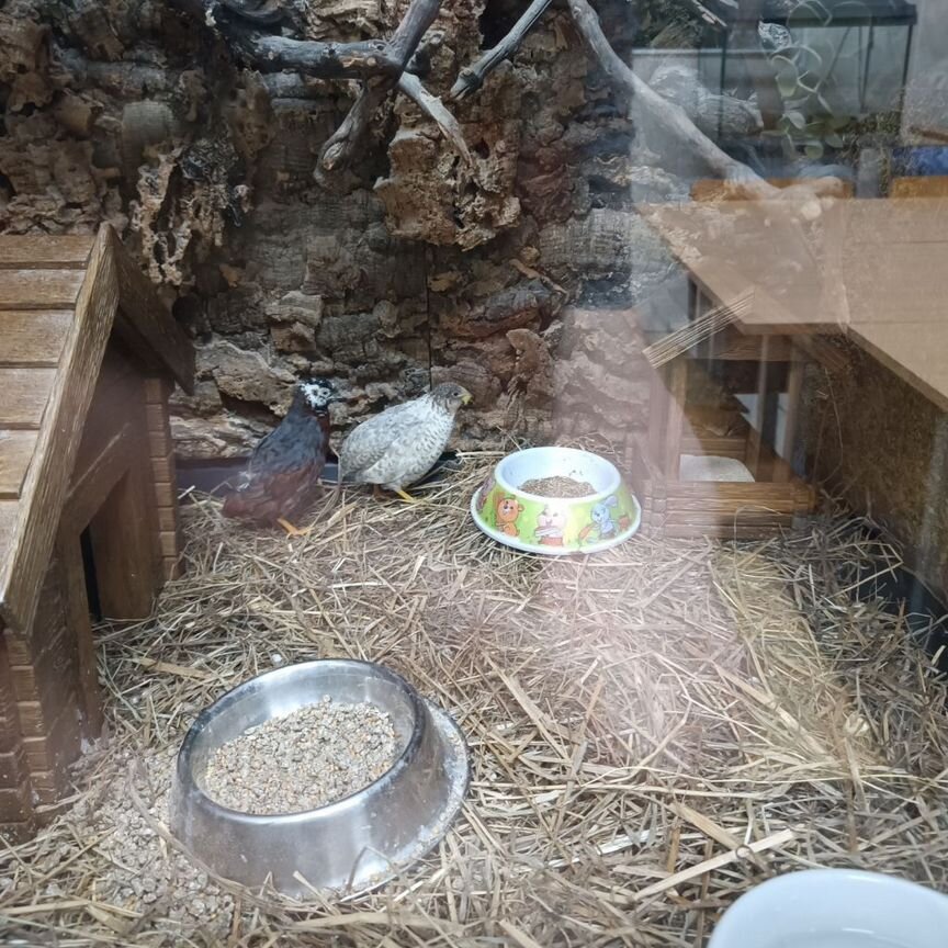 Яйца инкубационные китайских расписных перепелов