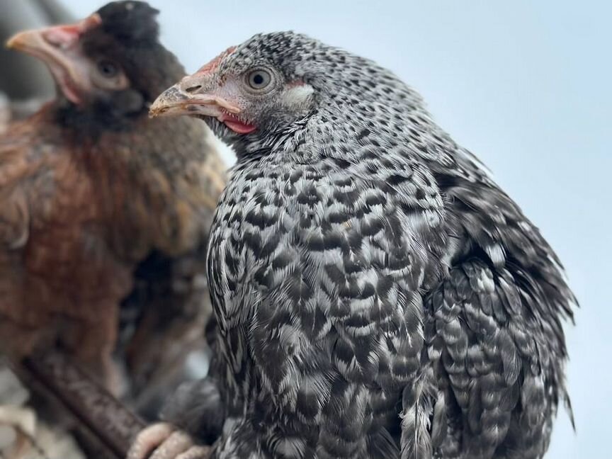 Куры несушки розница и опт
