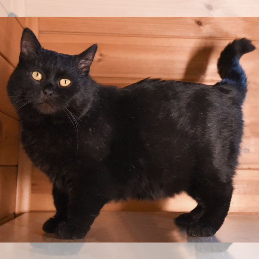 Взрослый кот в добрые руки