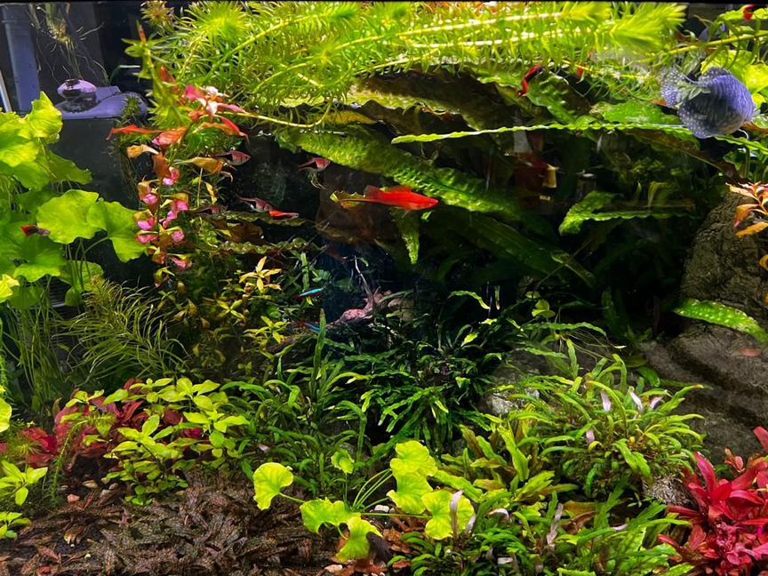 Аквариумные растения