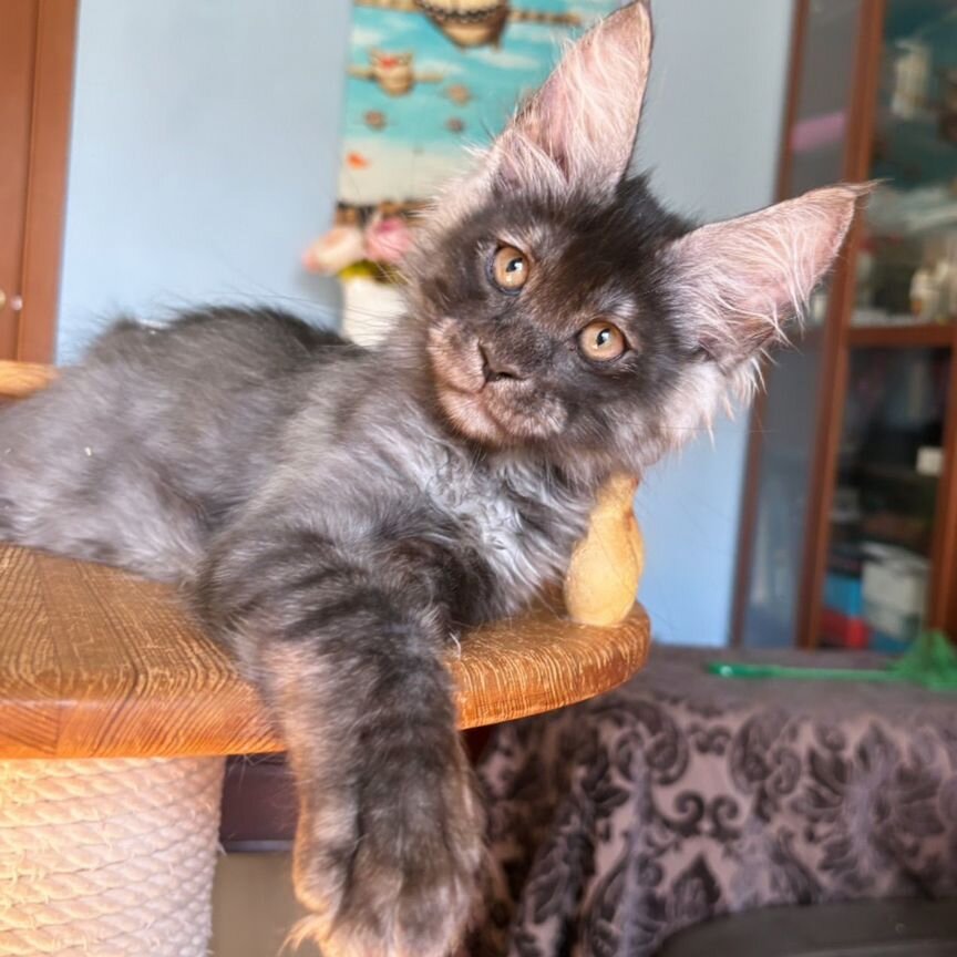 Мейн кун. Котята мальчики