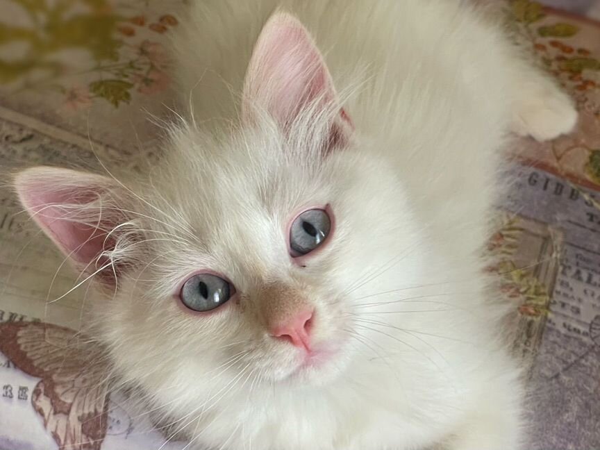 Котенок (мальчик) смесь невской