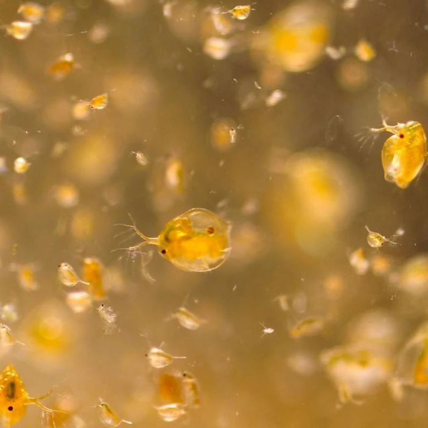 Живой корм для рыбок - колония дафнии моина