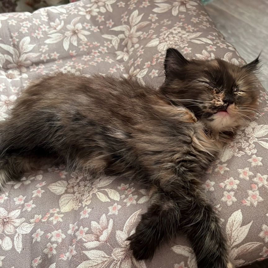 Прекрасная девочка