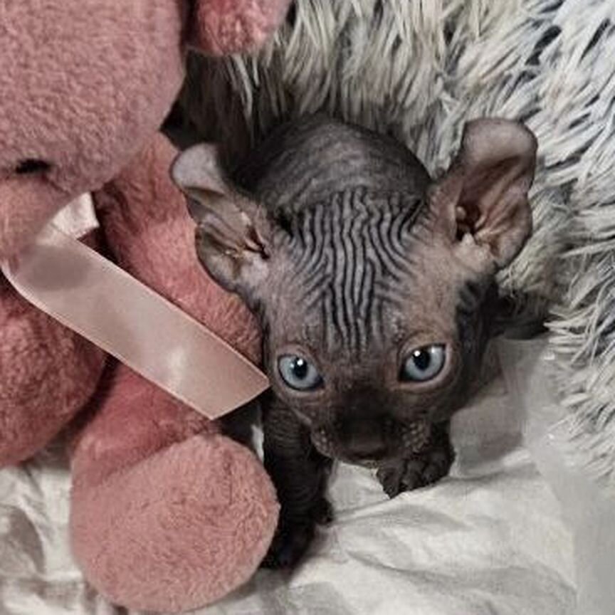 Канадский сфинкс котёнок