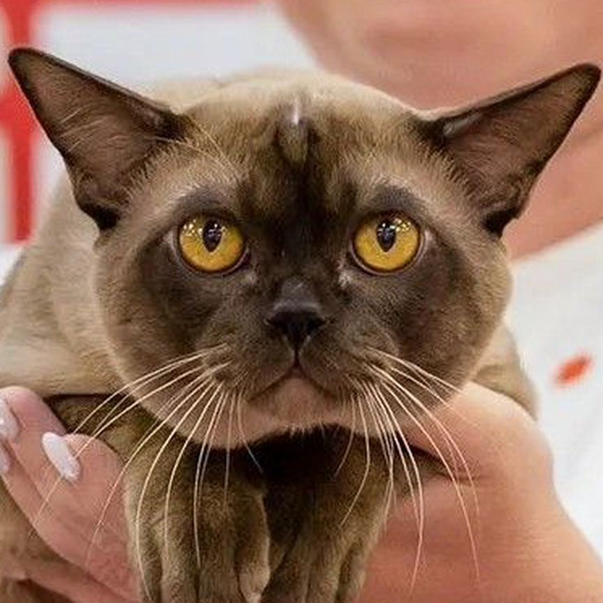 Европейский бурманский, взрослый кот