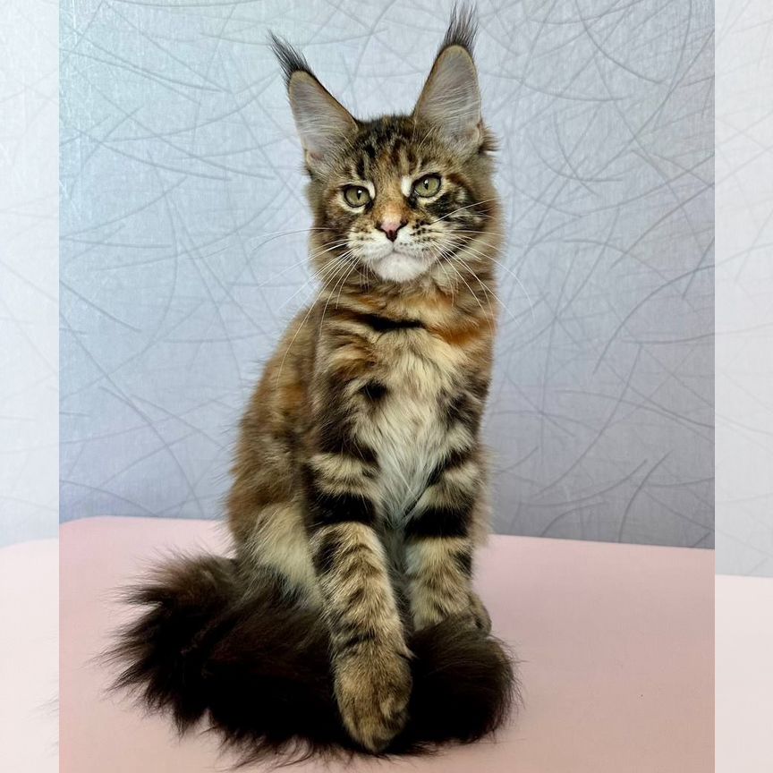 Мейн кун, мейн кун котята