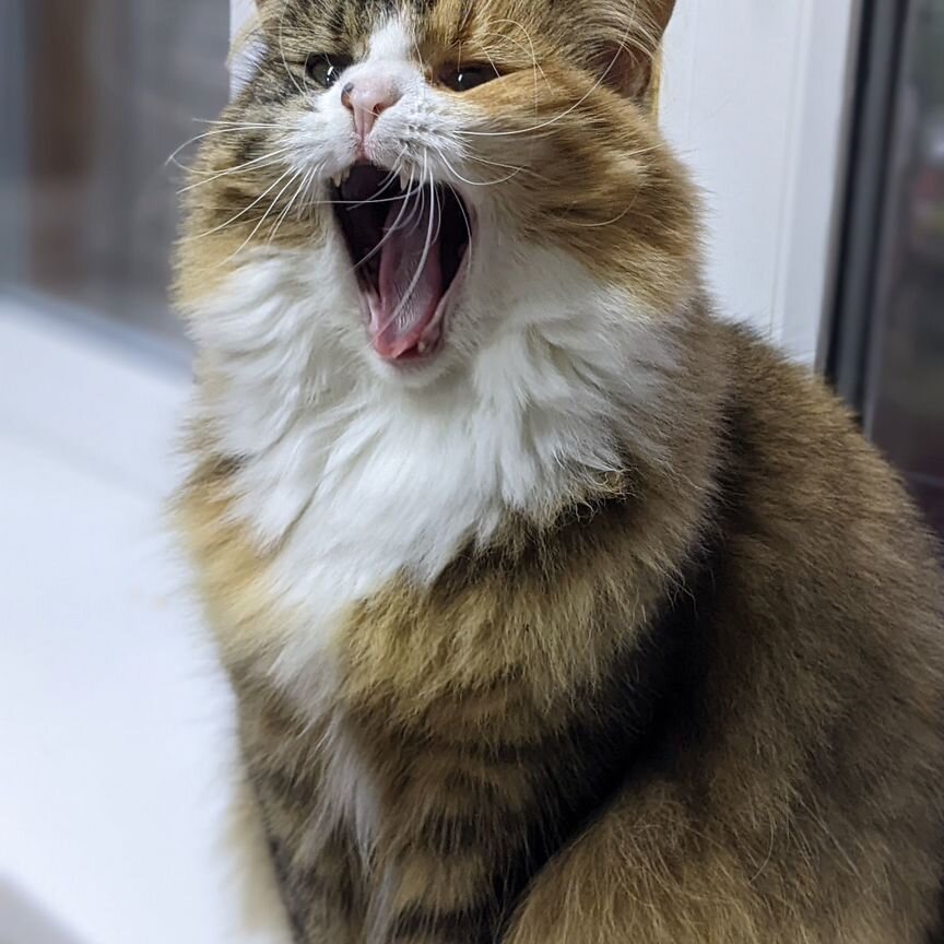 Кошка в дар