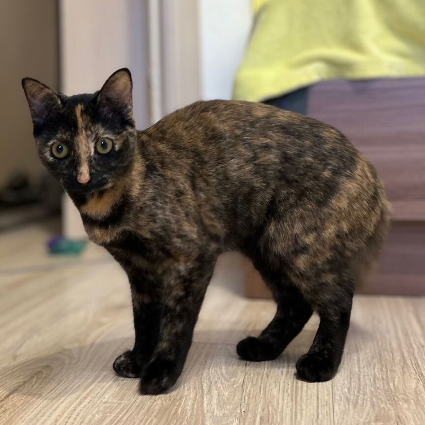 Смешная игривая красивая кошечка ищет дом