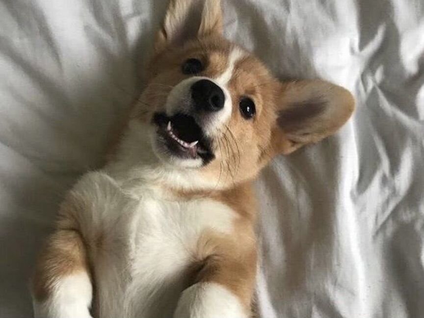 Щенки вельш-корги пемброк