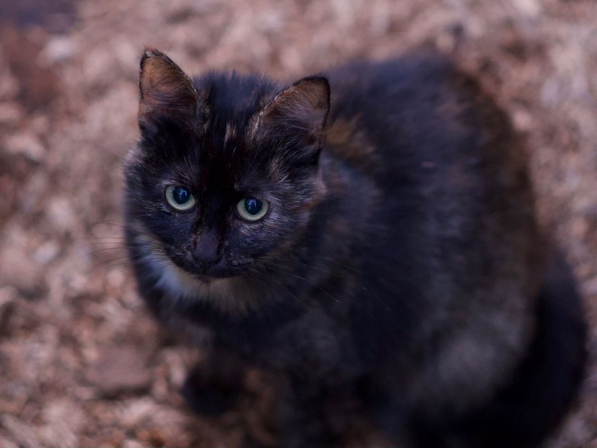 Неотразимая Беатрис (кошка, 1 год)