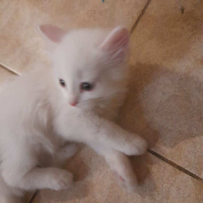Киса чисто белая