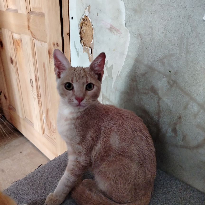 Котики бесплатно в добрые руки