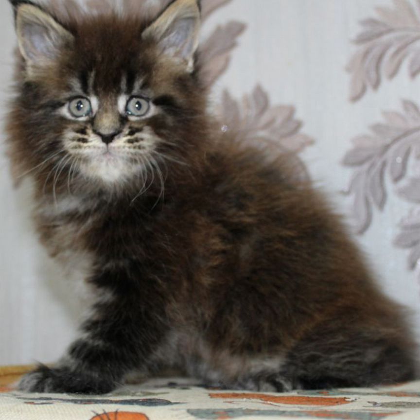 Мейн-кун котёнок