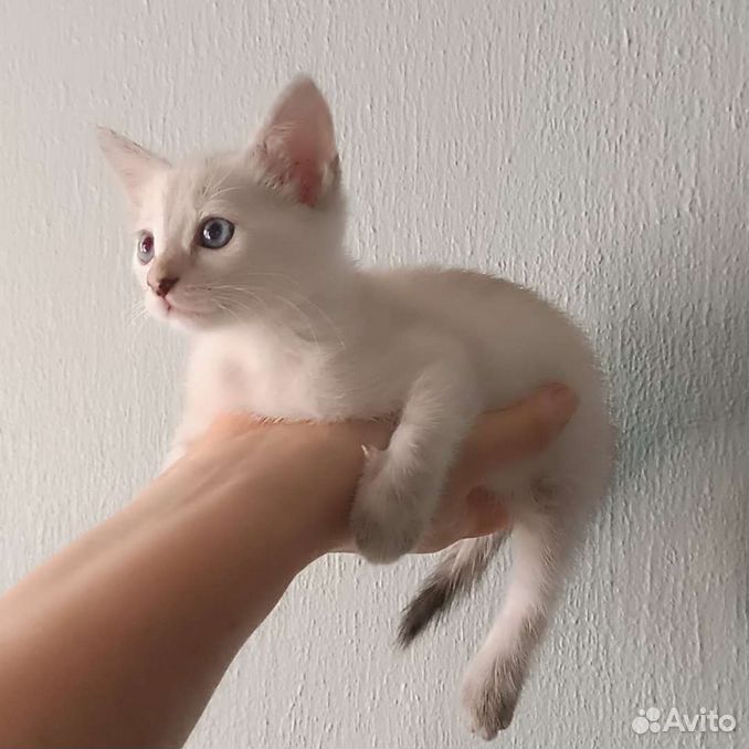 Кошка. Котёнок. Кремовая тайская