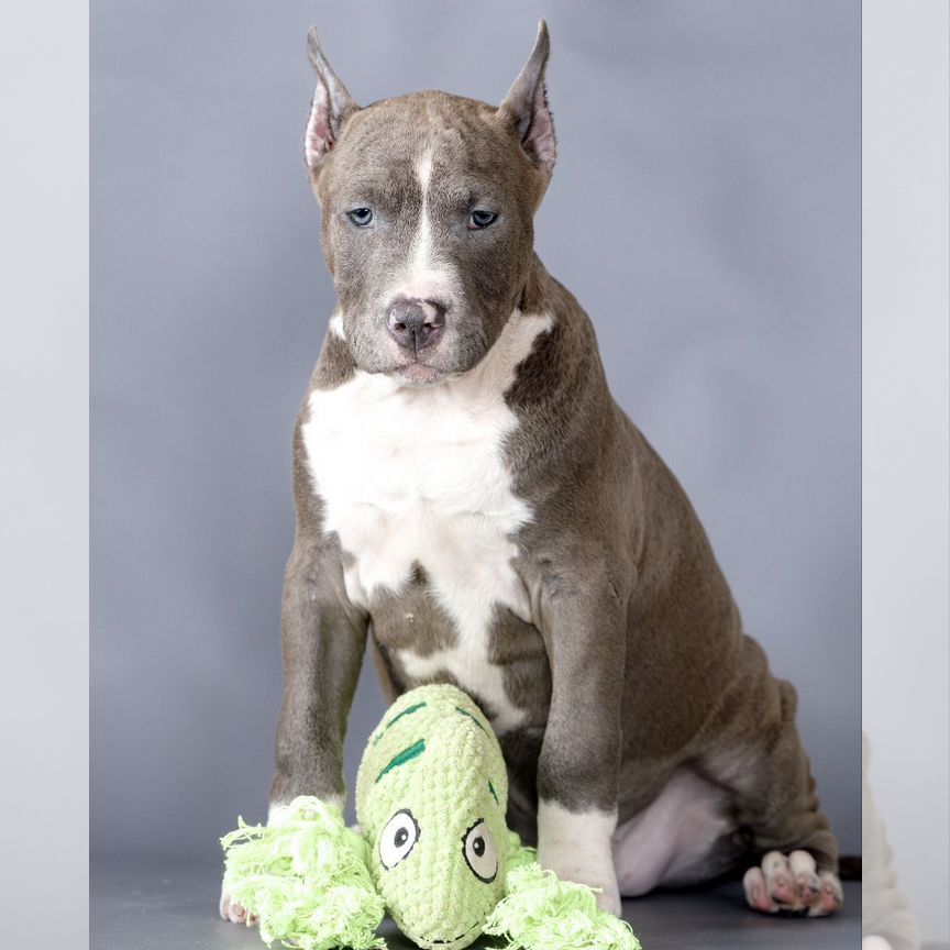 Американский стаффордширский терьер, щенок